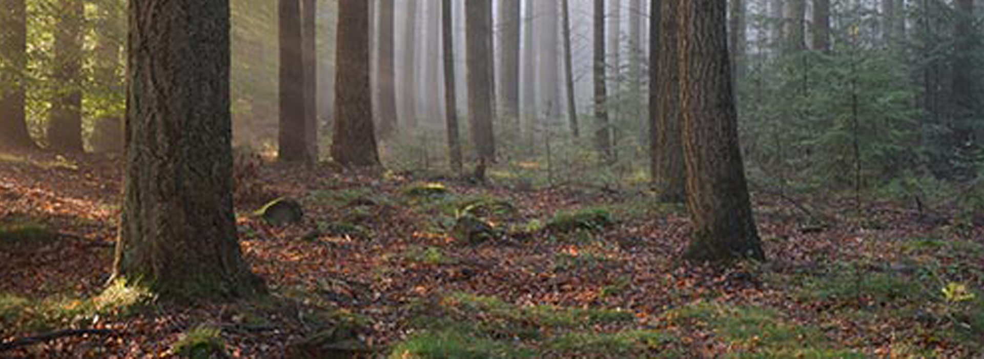 GS-kortet - GS-facket